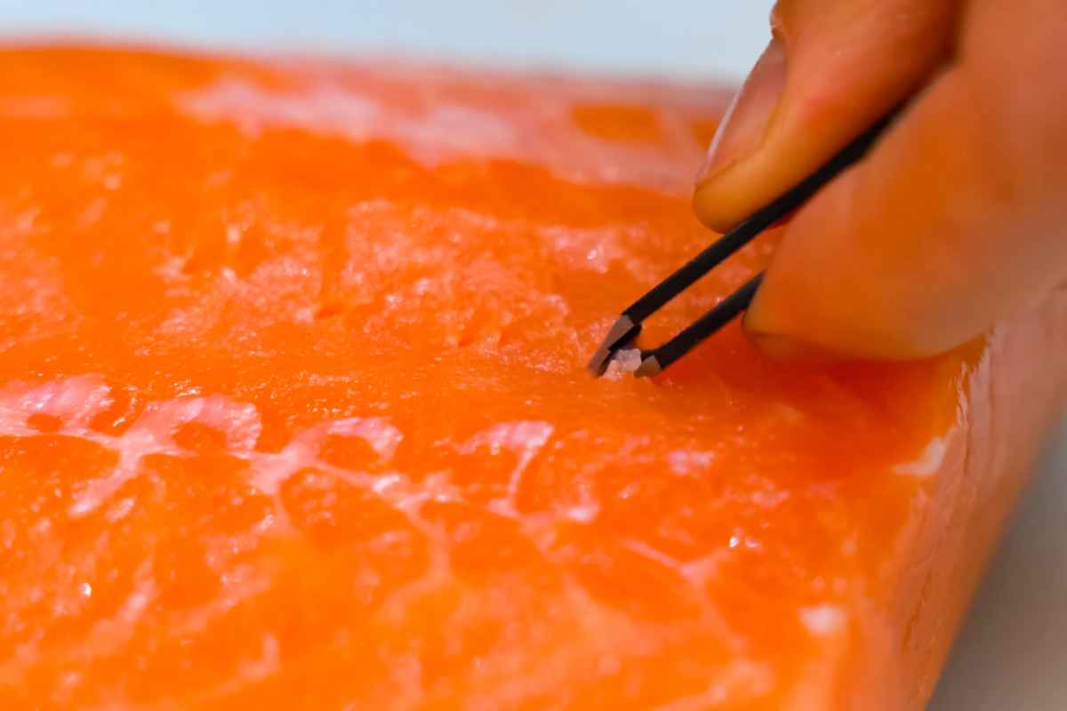 How To Fillet Every Fish like a Pro