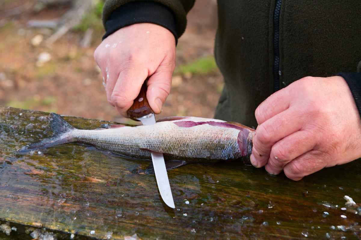 How To Fillet Every Fish like a Pro