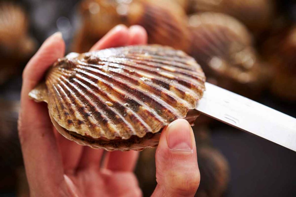 How To Open Every Shellfish