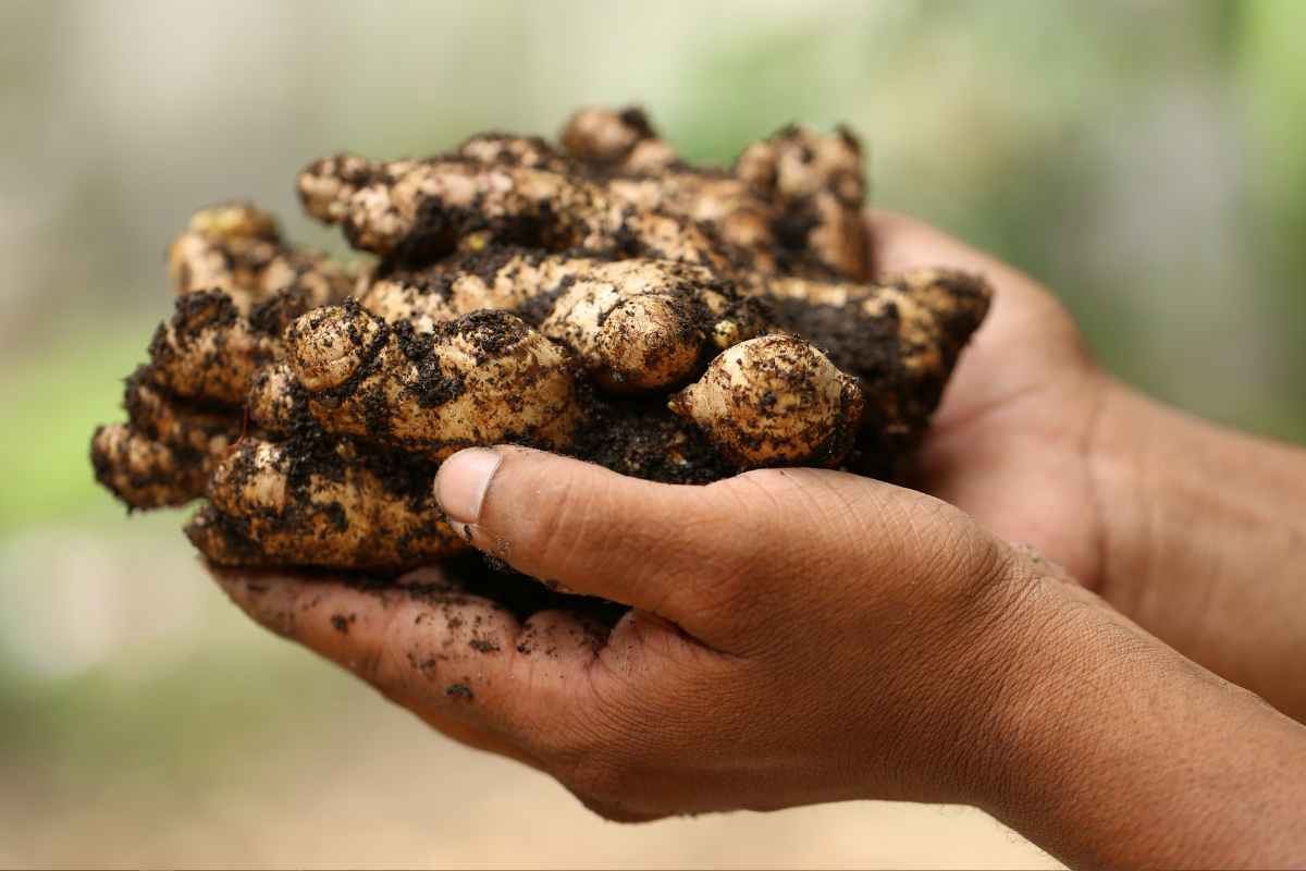 How to Make Ginger Tea from Your Homegrown Plants – Urbaki Cooking